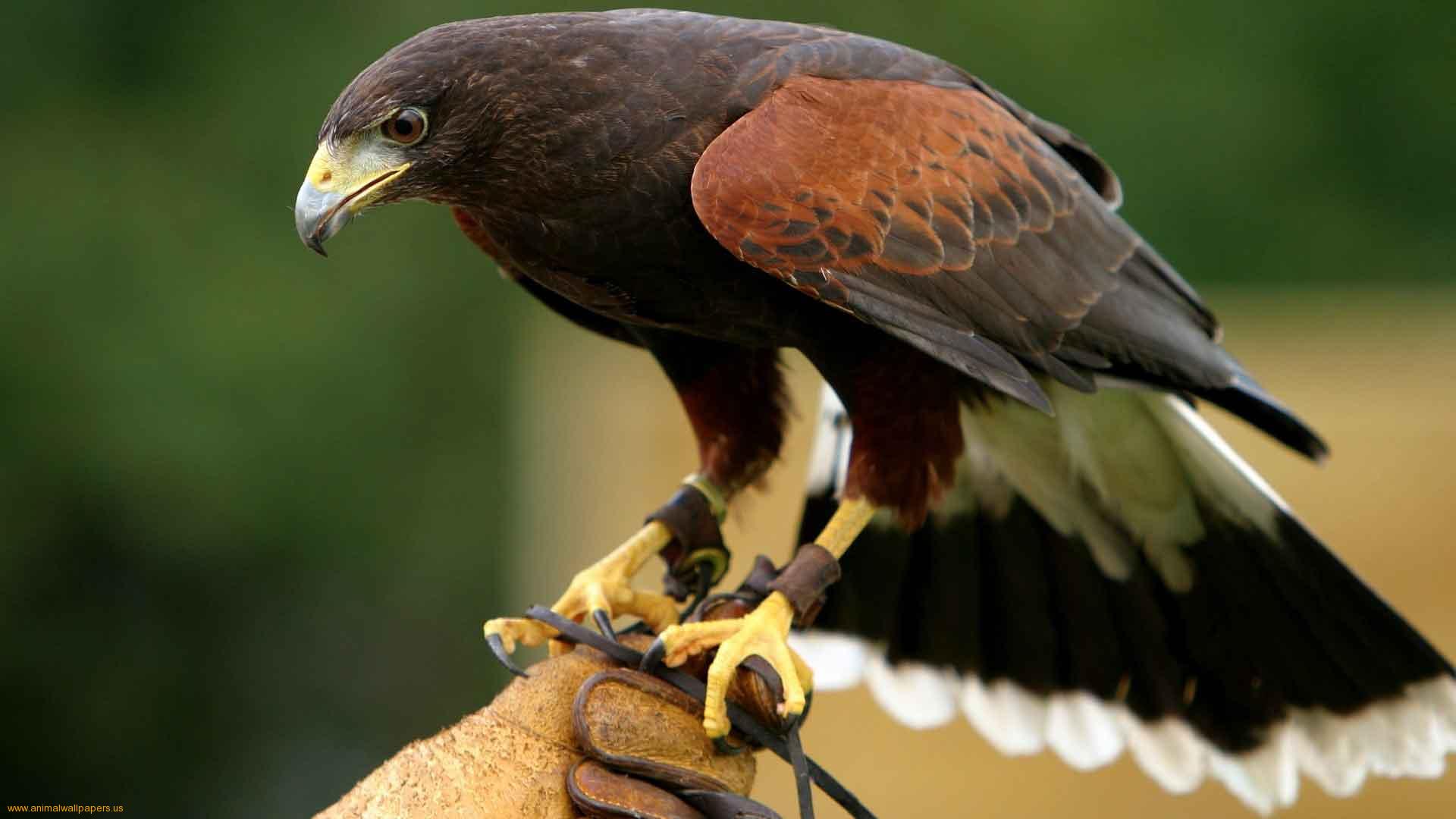 The Harris Hawk - Image Abyss