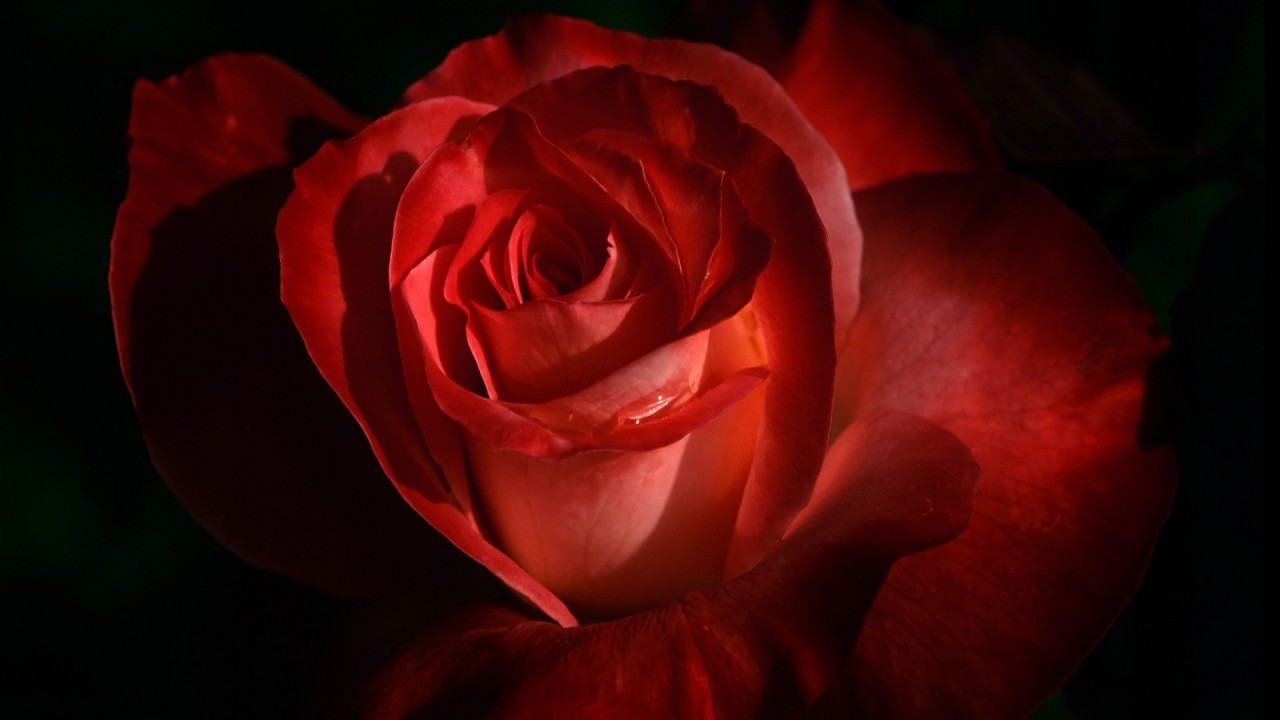 Captivating Close-Up of a Vibrant Red Rose