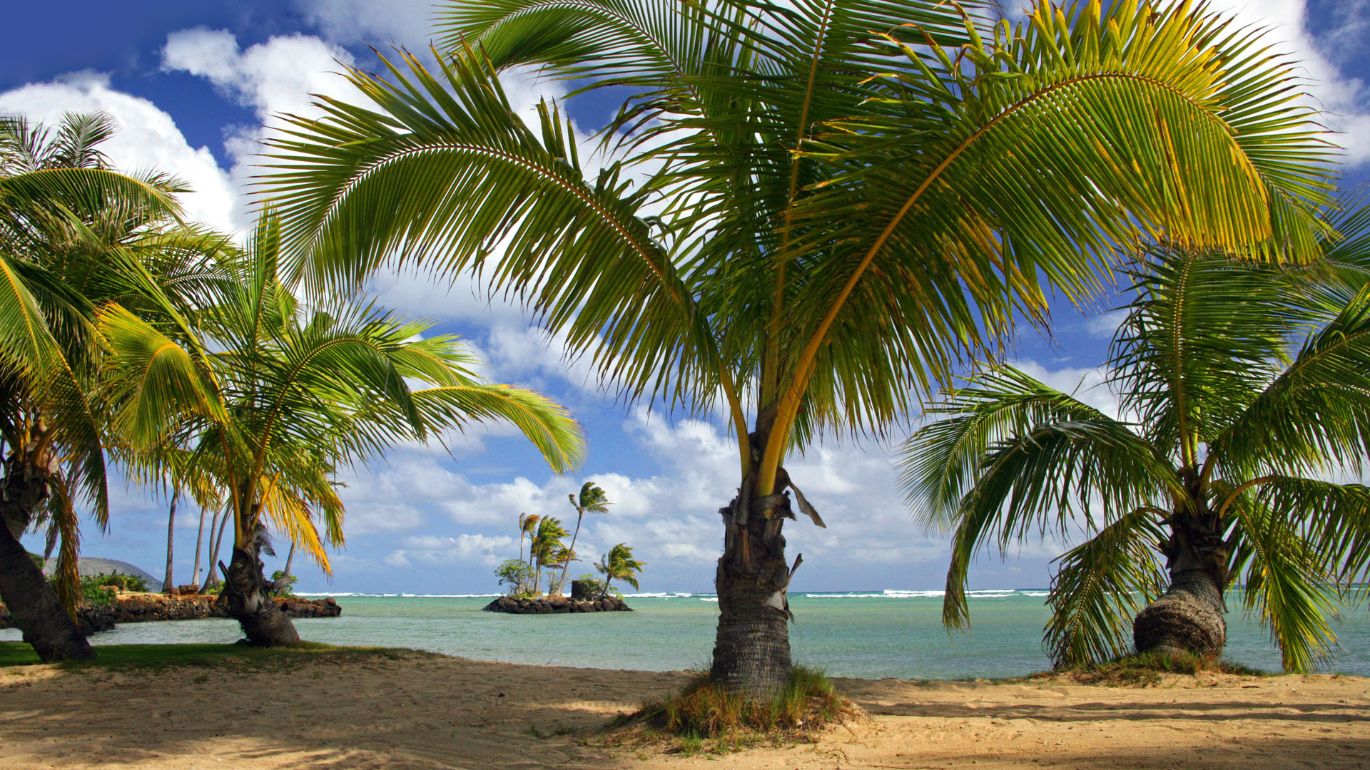 Download Ocean Tropical Beach Nature Palm Tree Image