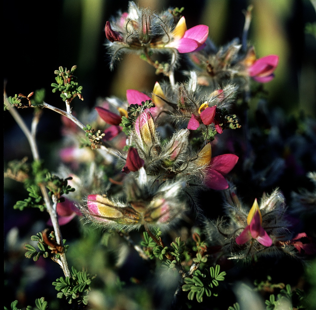 Feather Plume (dalea) by durkeema