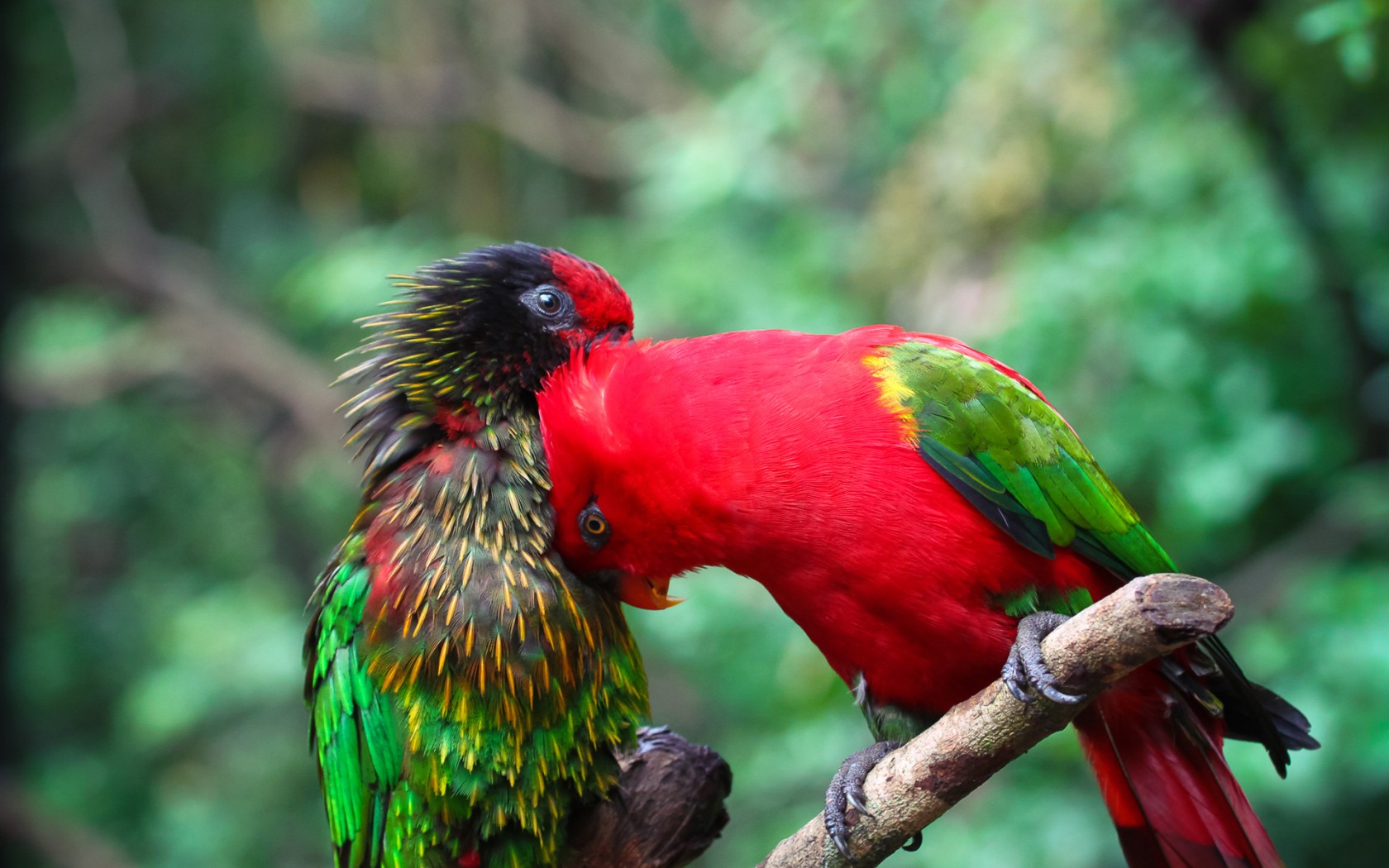 Download Animal Parrot Image