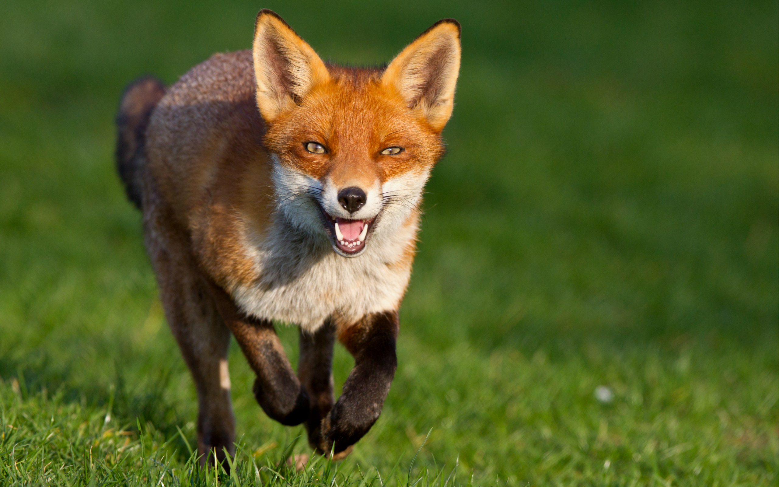 Download Animal Fox Image