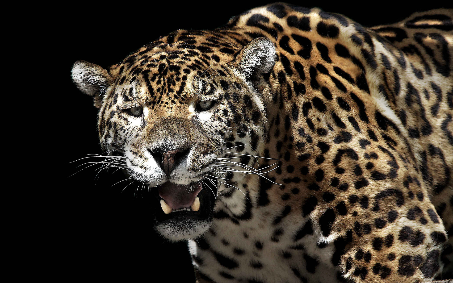 Download Animal Leopard Image