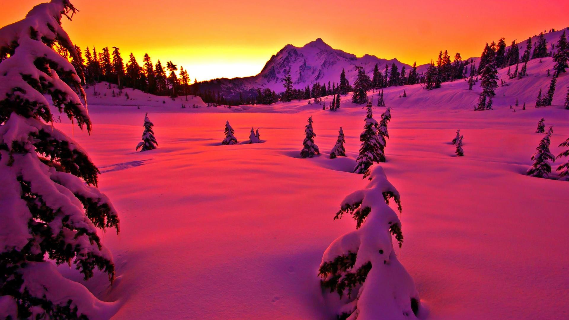 Winter Wonderland: Pink Sunset Over Snowy Trees