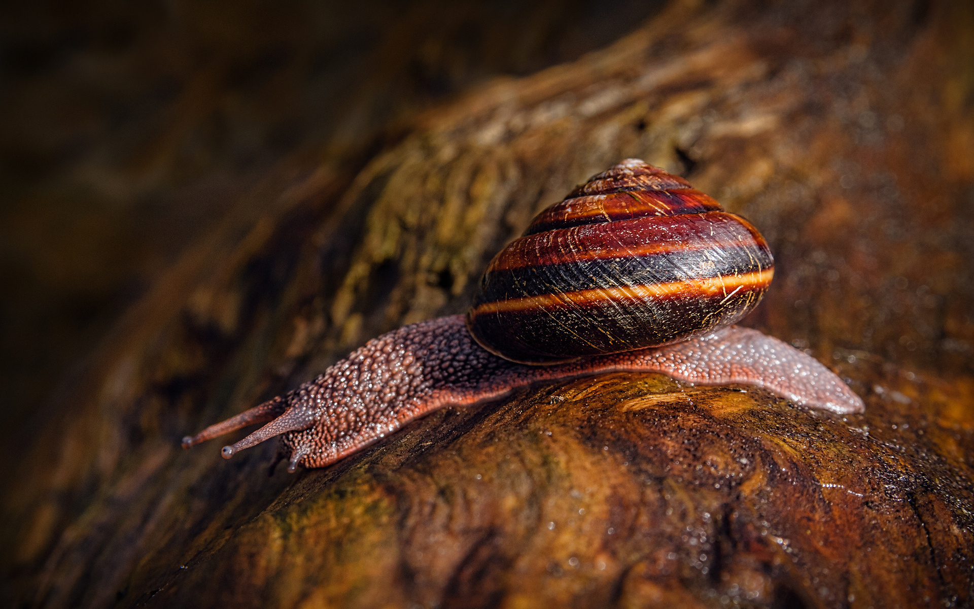 Download Animal Snail Image
