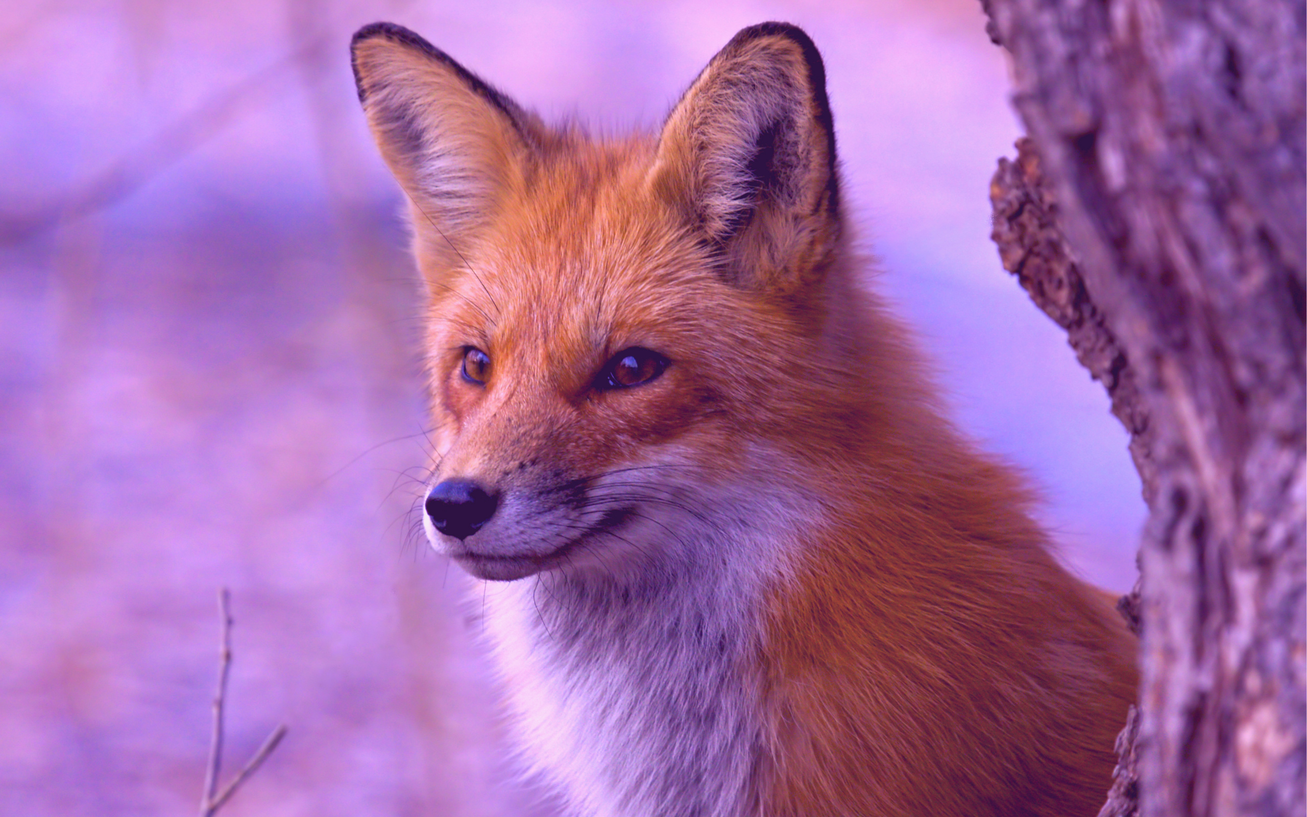 Download Animal Fox Image