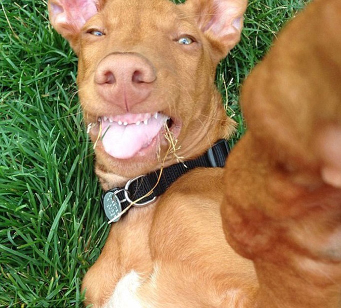 Download Animal Dog Image