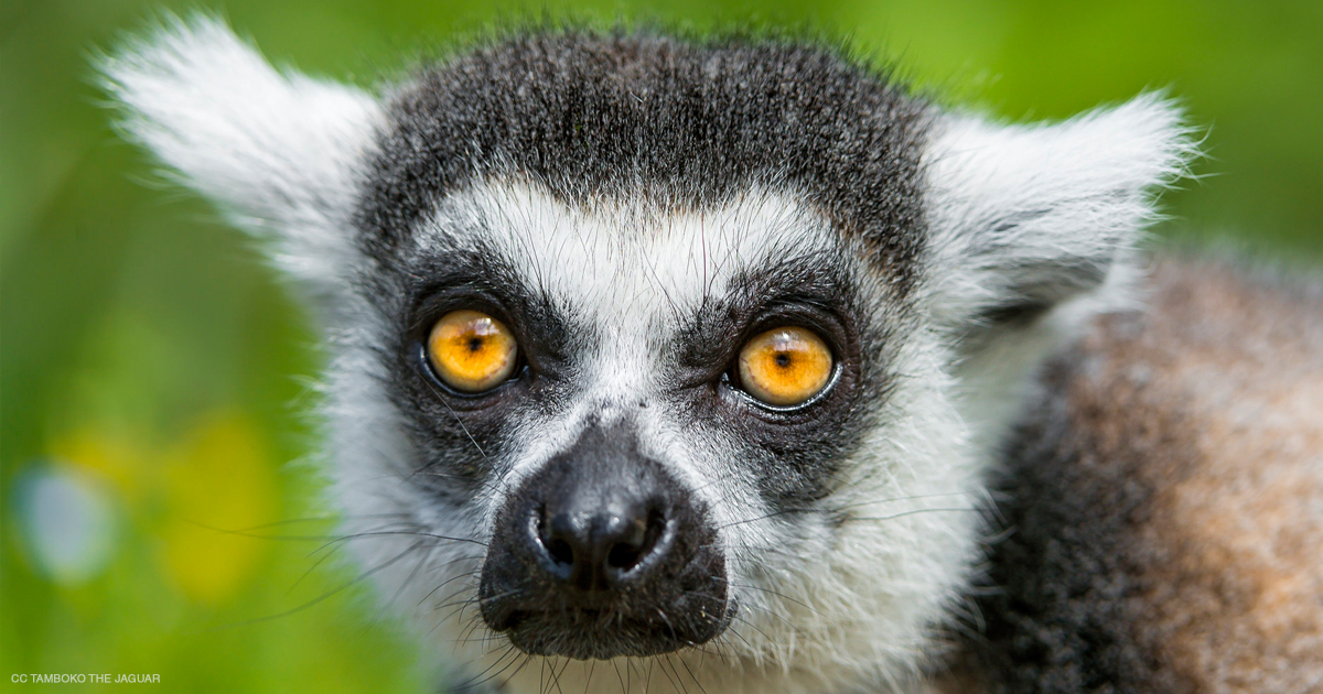 lemur taking selfies - Image Abyss