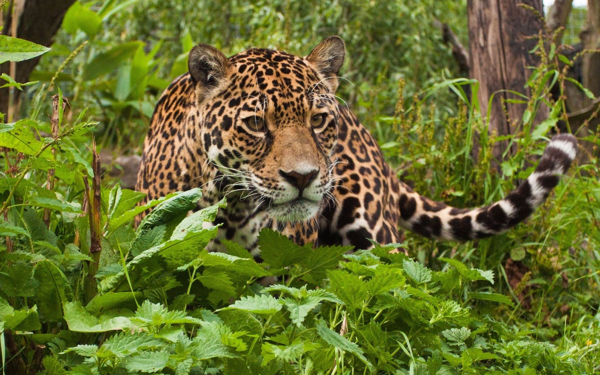 Download Animal Jaguar Image