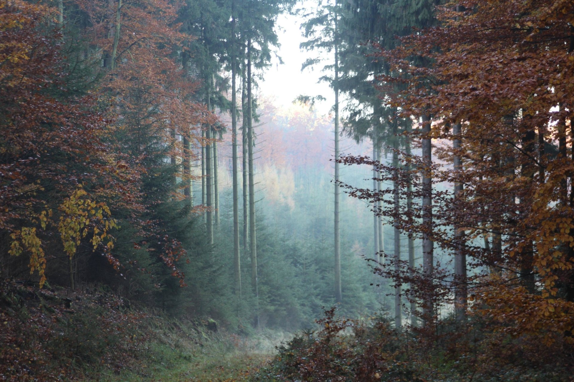 Download Nature Forest Image