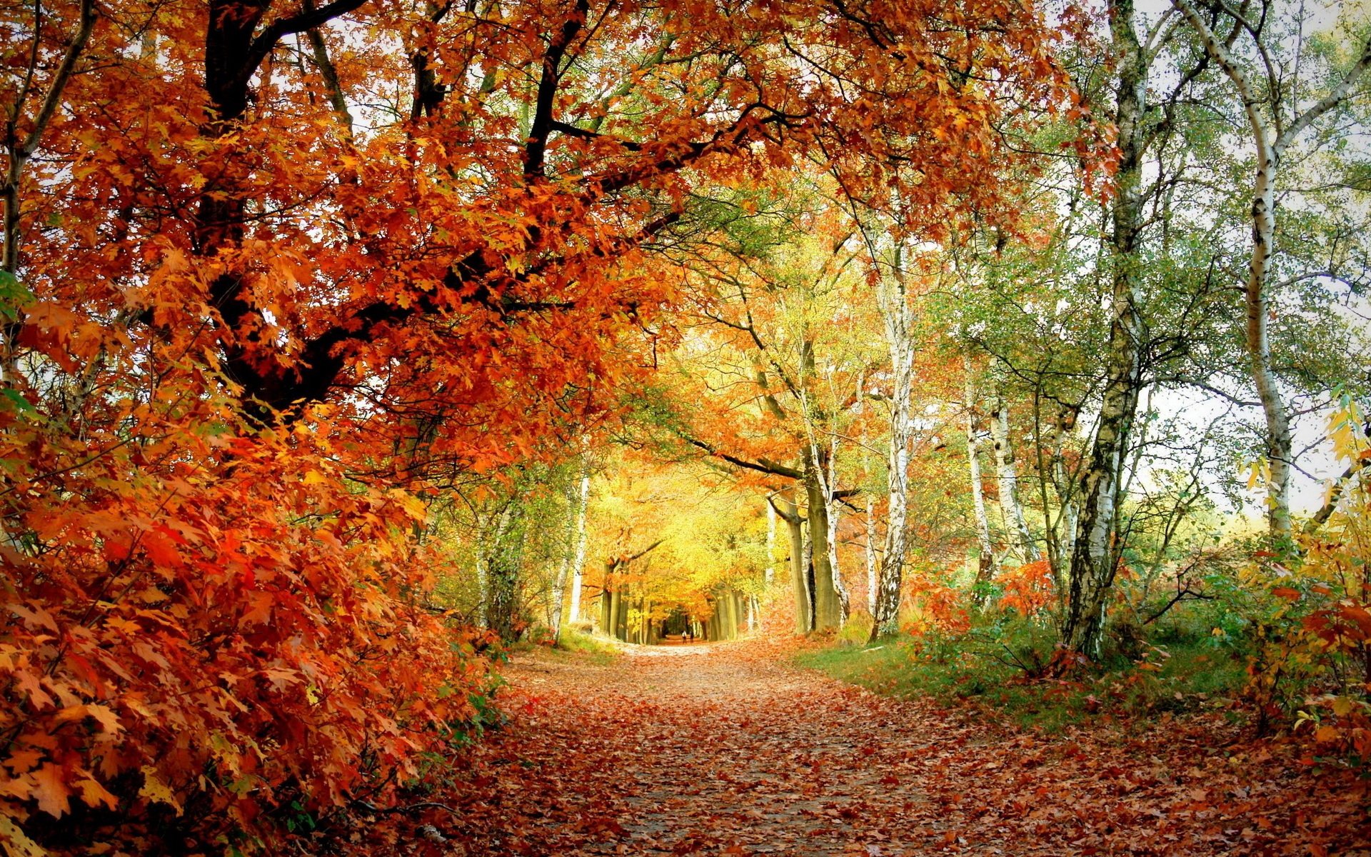 Autumn Bliss: A Journey Through Nature's Fall Palette