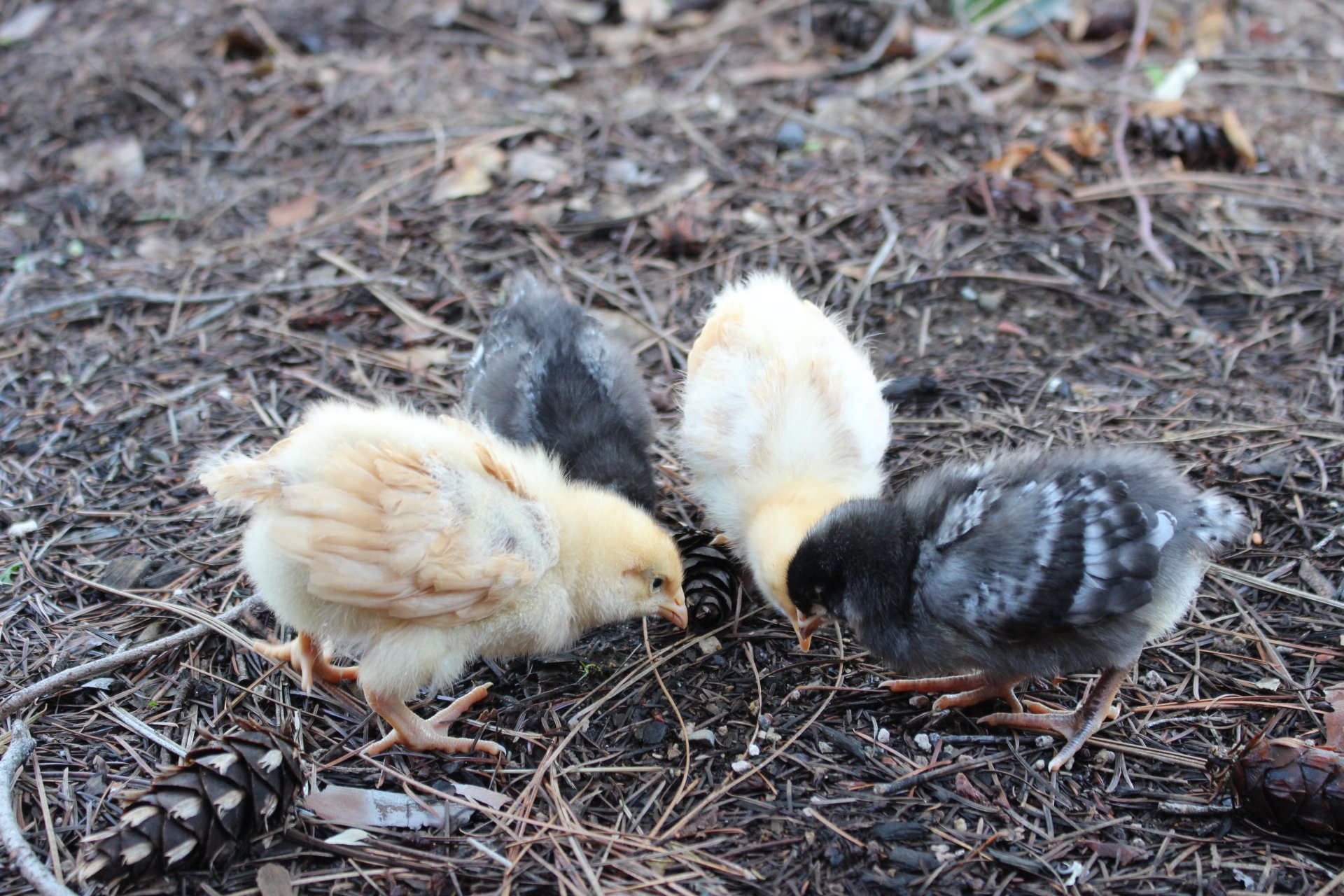 Little Chickens Grazing by Phaethon
