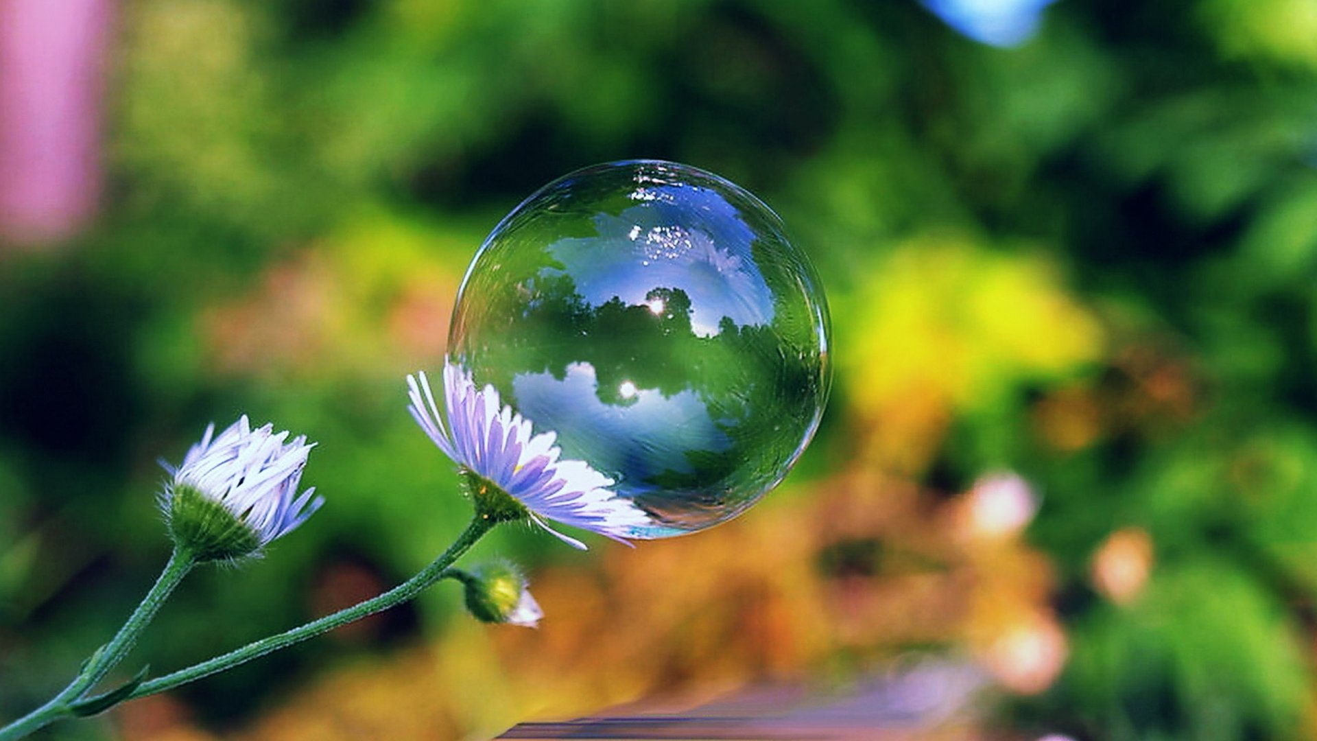 Flower Bubble - Image Abyss