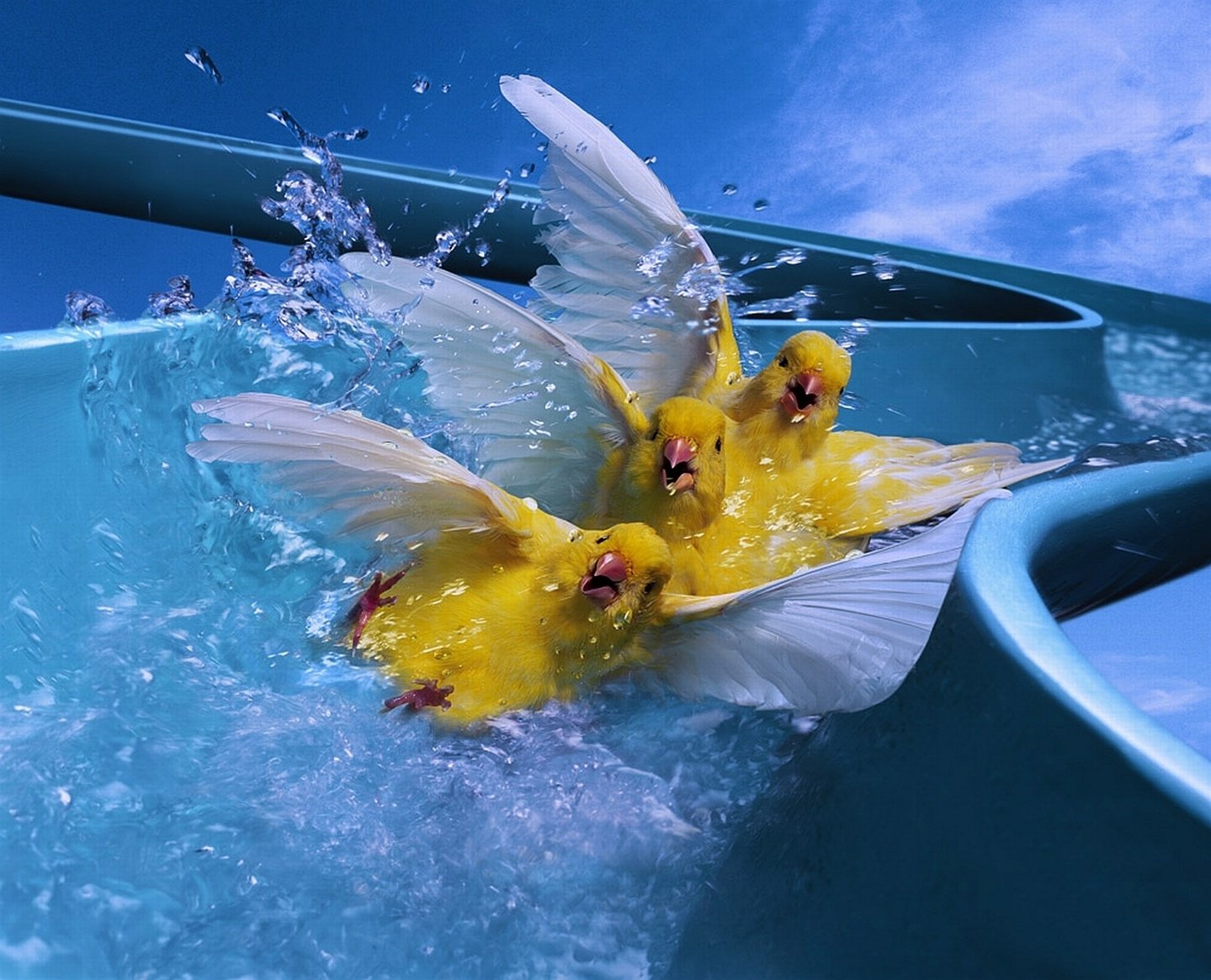 Splashing Chicks: The Ultimate Animal Comedy Ride