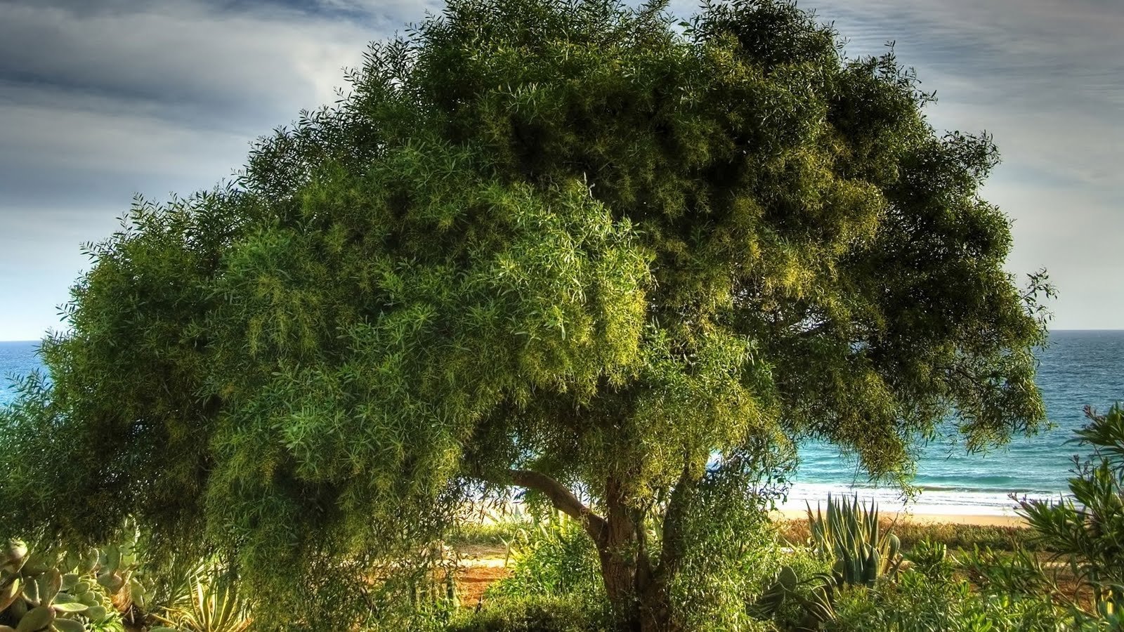 Serenity in Nature: The Majestic Tree by the Sea