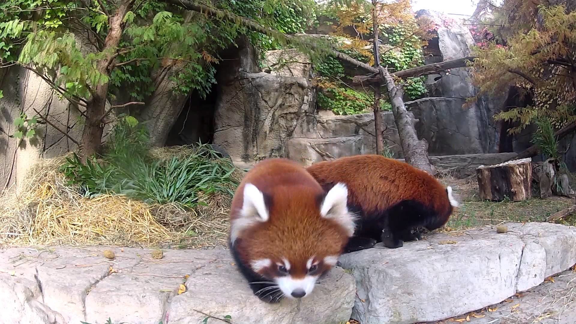 Download Zoo Animal Red Panda Image