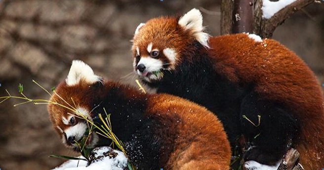 Zoo - Desktop Wallpapers, Phone Wallpaper, PFP, Gifs, and More!