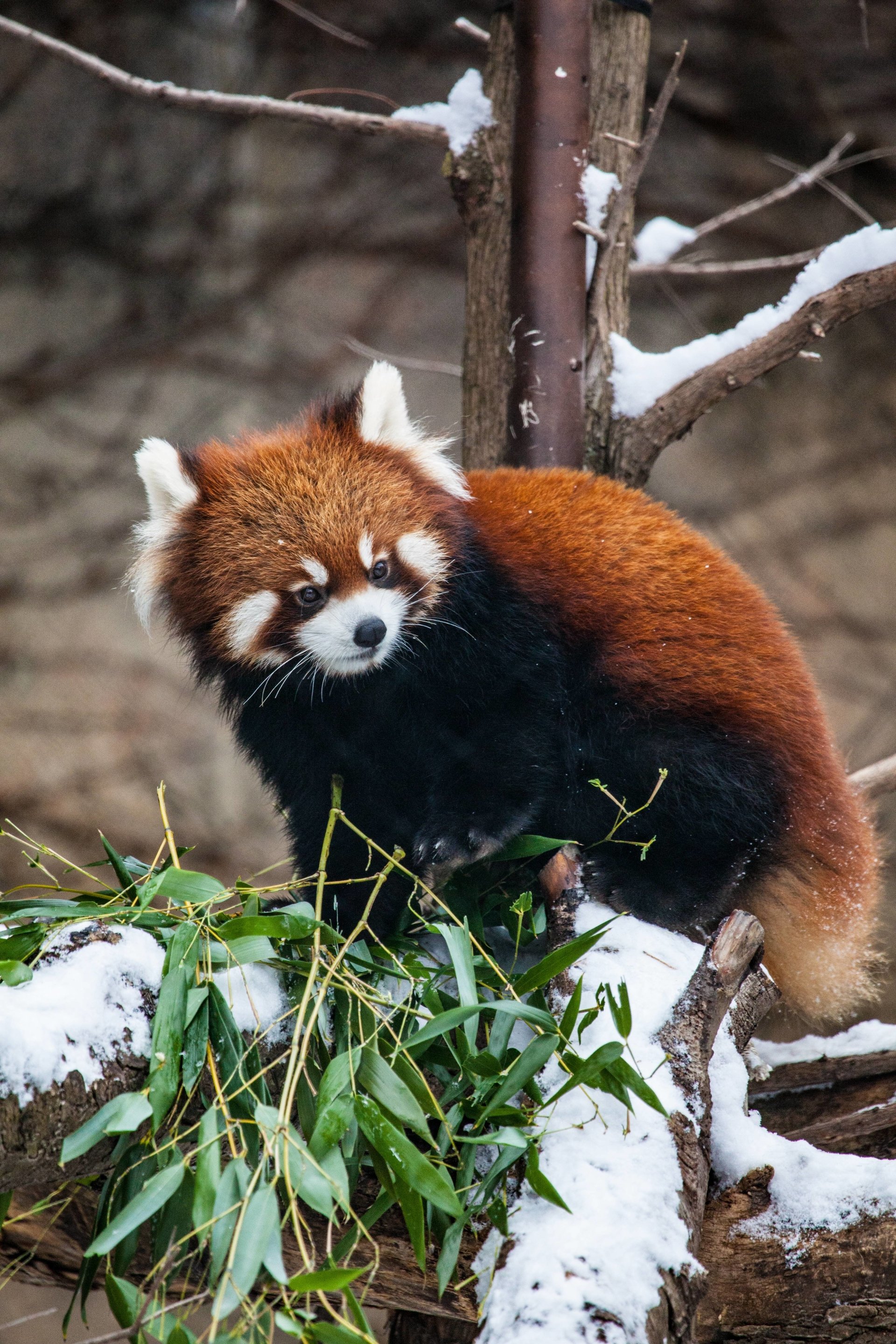 Red Panda Picture - Image Abyss