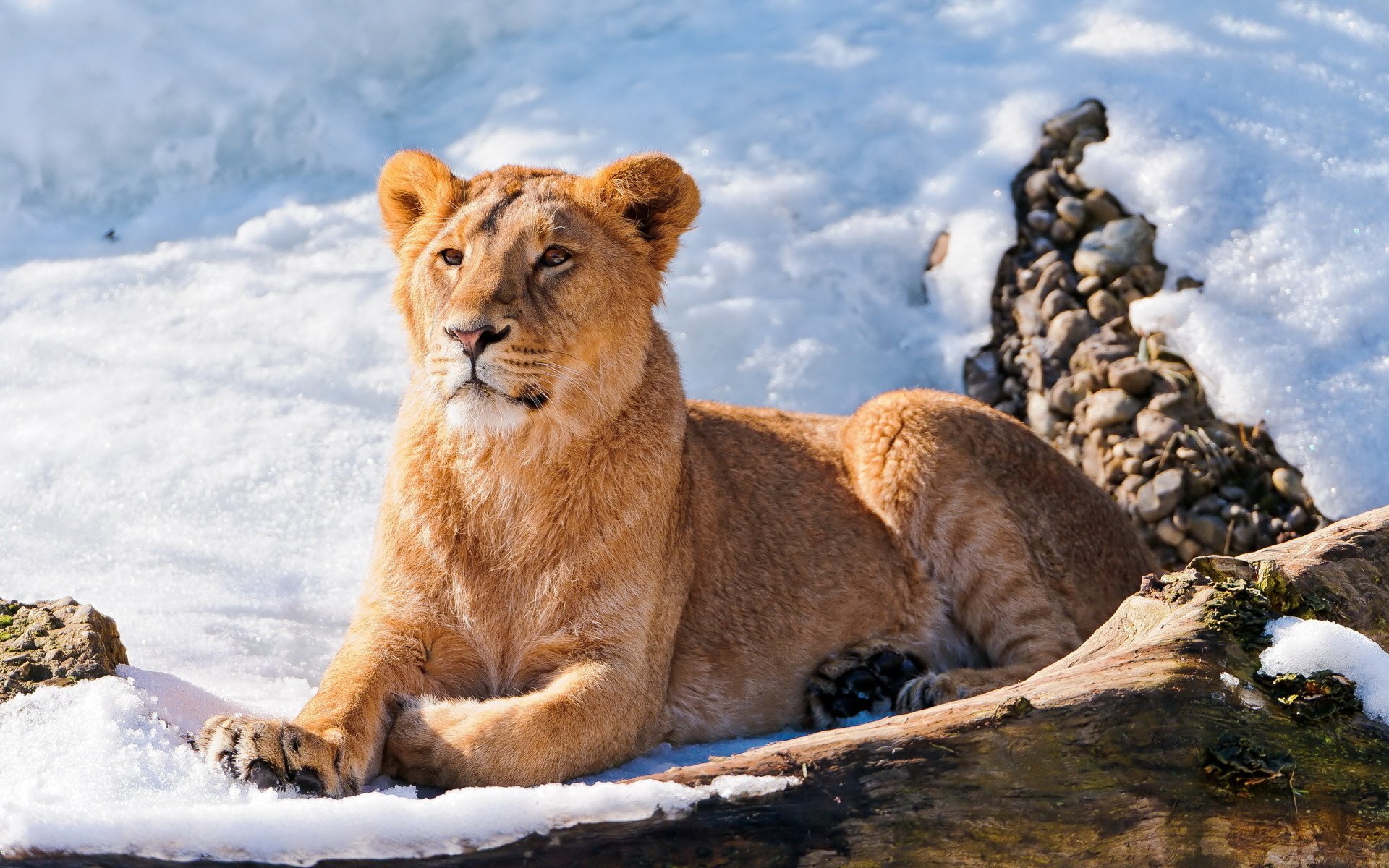 Majestic Lion in a Winter Wonderland