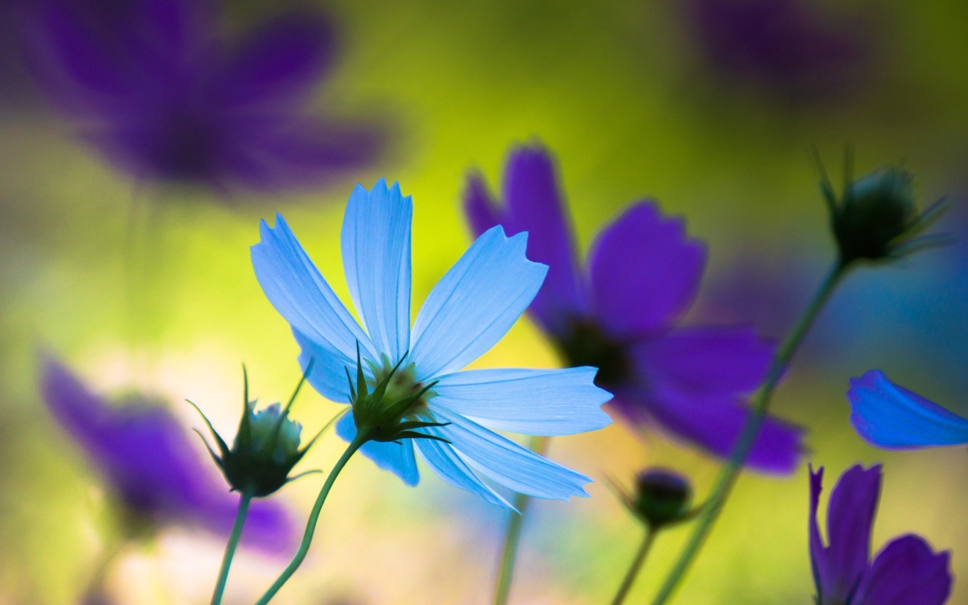 Purple and Blue Cosmos Image - ID: 288678 - Image Abyss