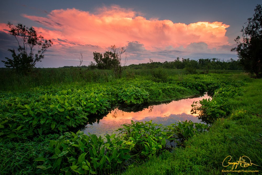 Download Sunset Field Grass Nature Swamp Image