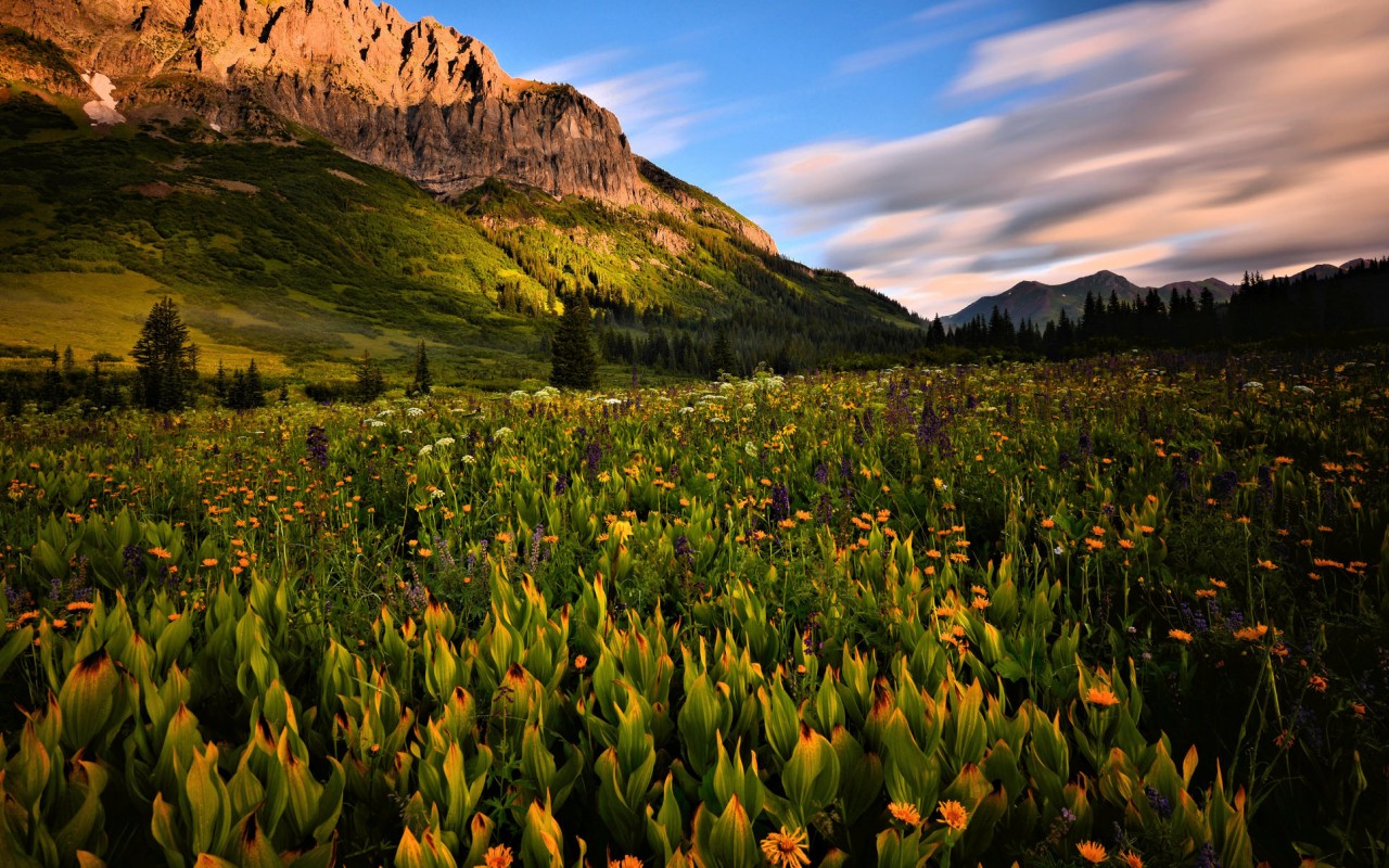 Flower Picture - Image Abyss