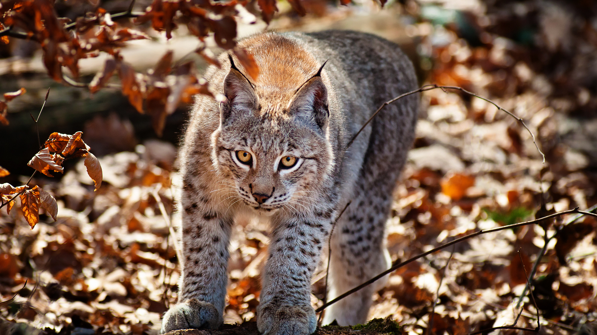 Lynx Picture - Image Abyss