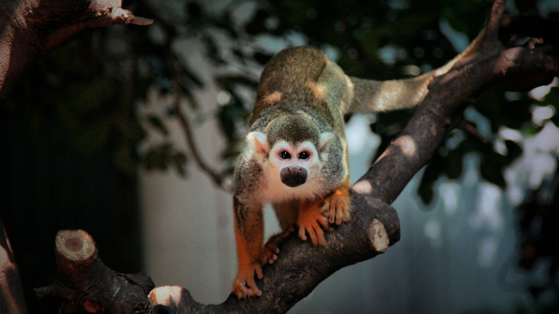 Download Animal Monkey Image