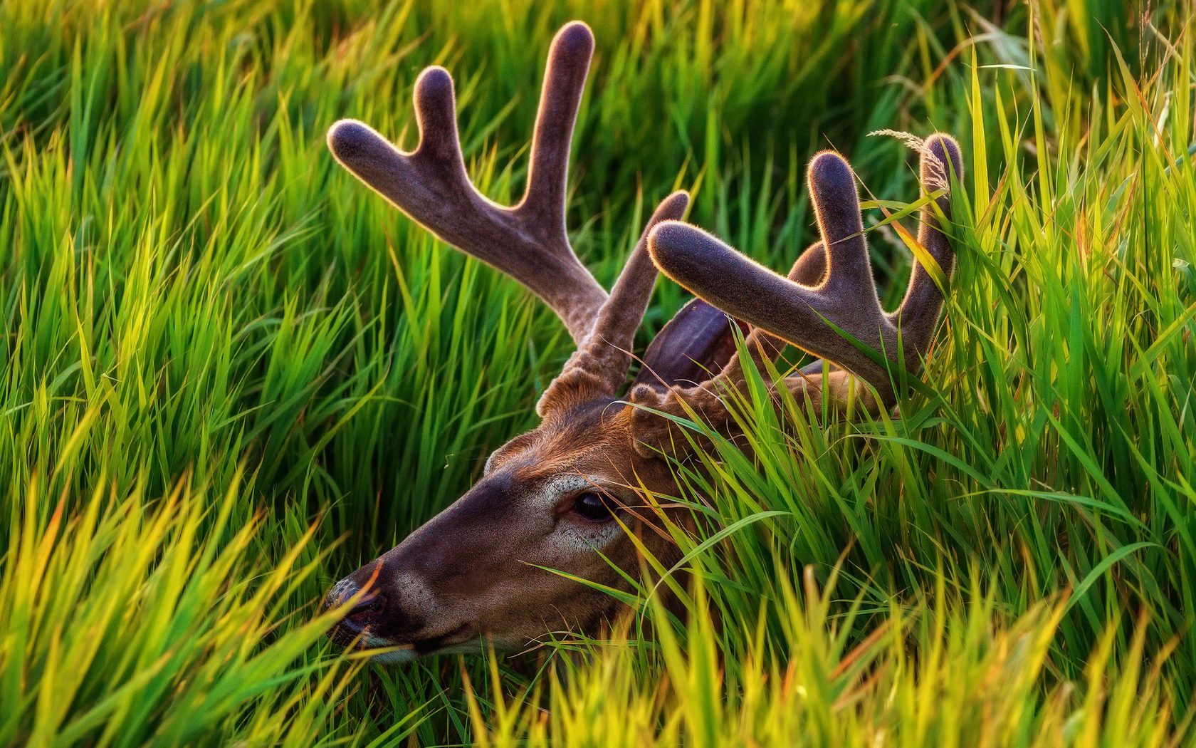 Download Animal Deer Image
