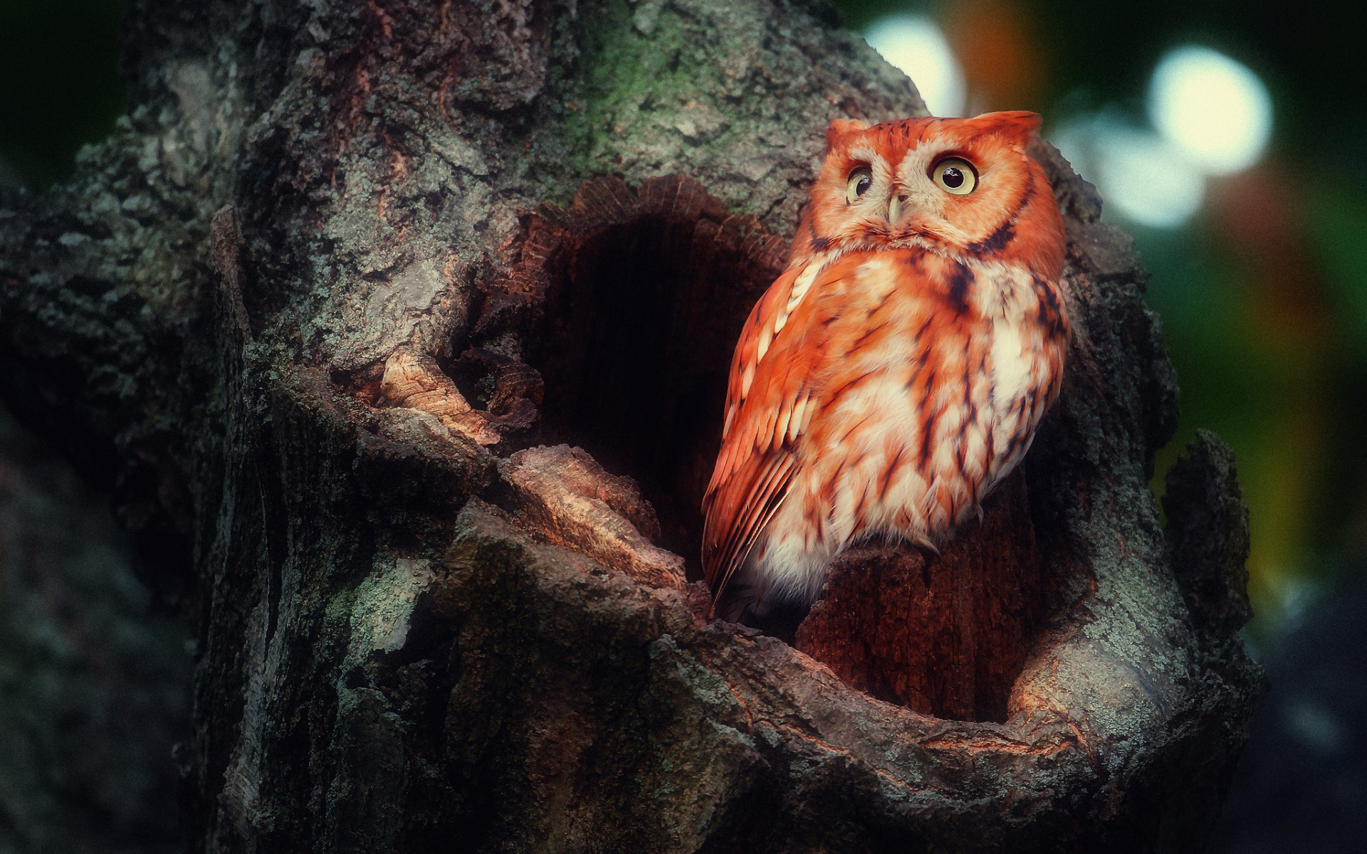 Download Animal Owl Image
