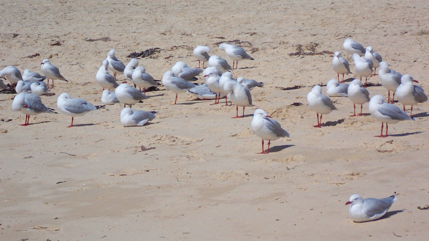 Seagulls on Cronulla Beach Sydney Australia by lonewolf6738