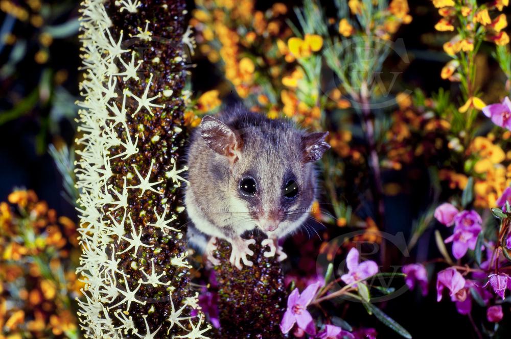 Download Marsupial Eastern Pygmy Possum Animal Possum Image