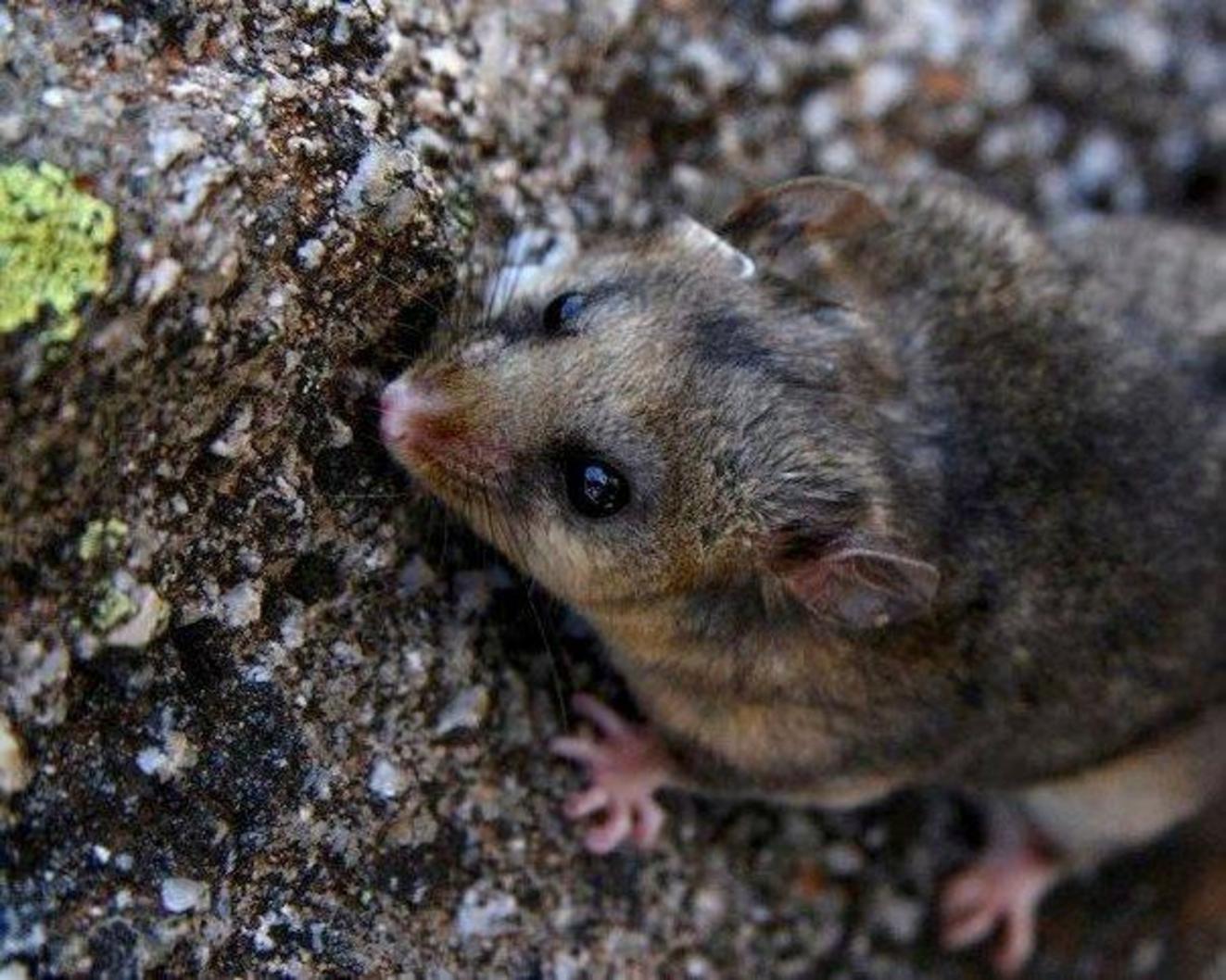 Download Marsupial Mountain Pygmy Possum Animal Possum Image