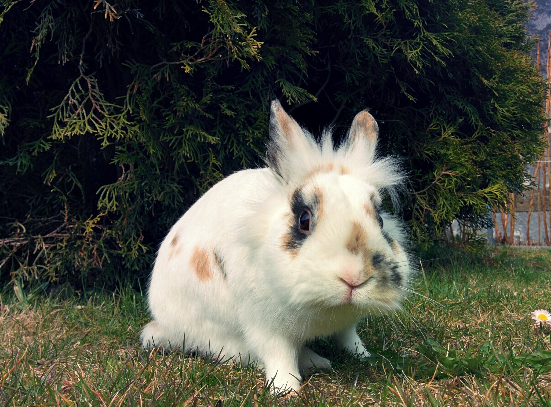 Adorable Rabbit in Nature by egoshootersucht