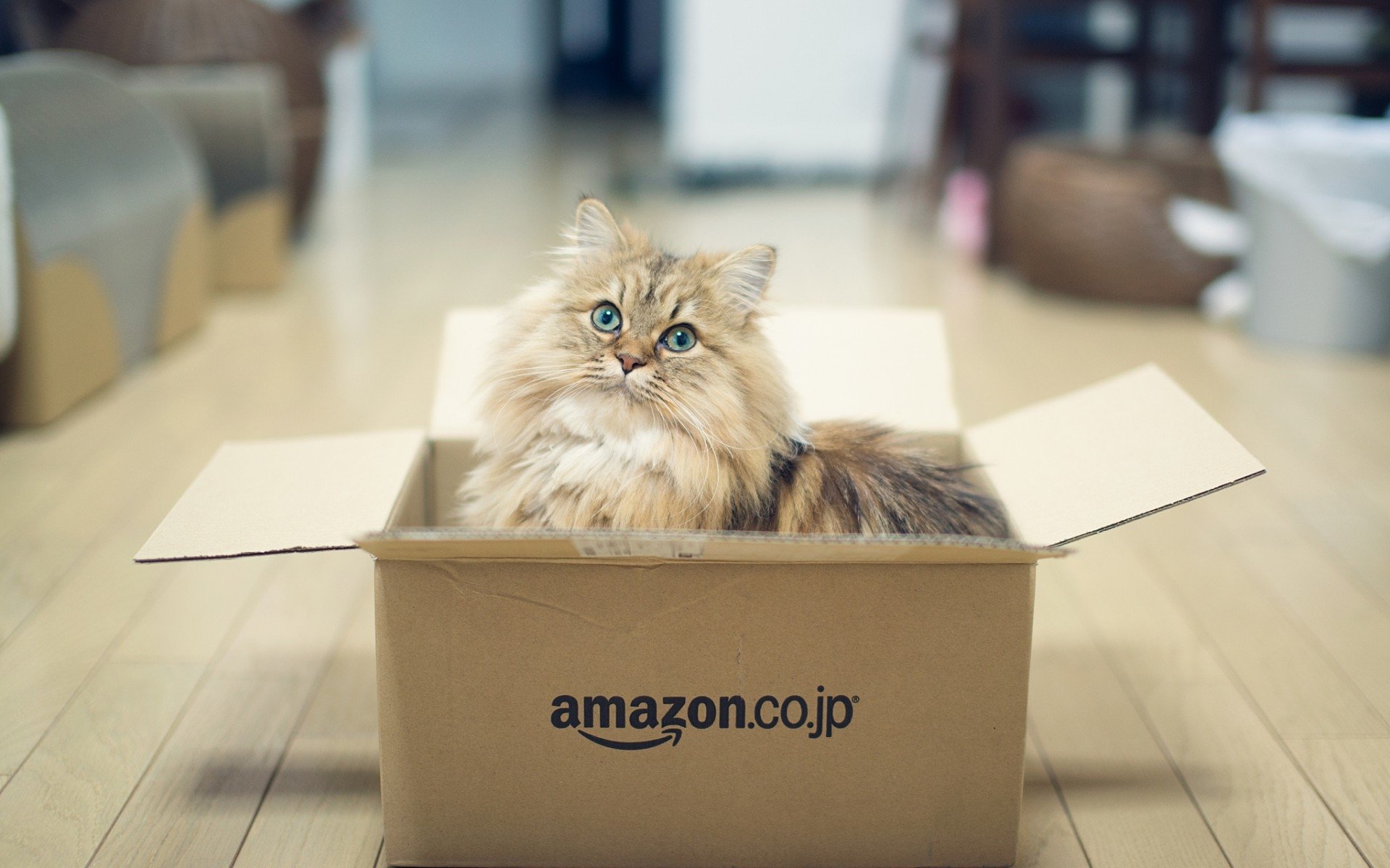 Download Animal Cat Image