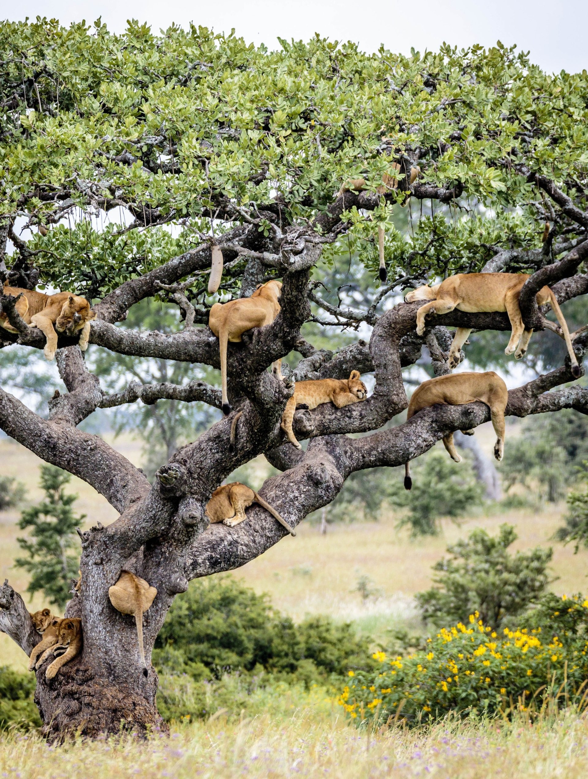 Majestic Lions in Their Tree Habitat