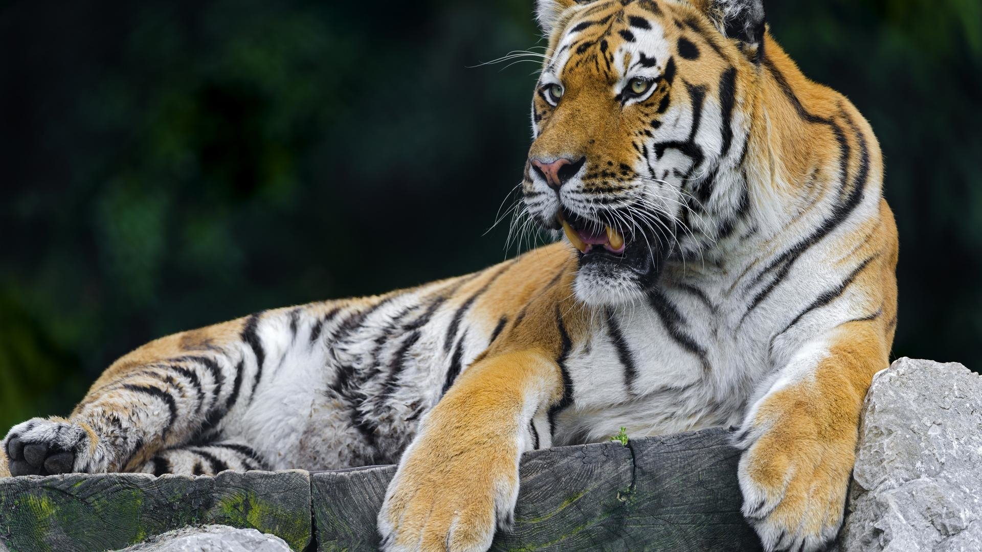 Tiger Image - ID: 289580 - Image Abyss