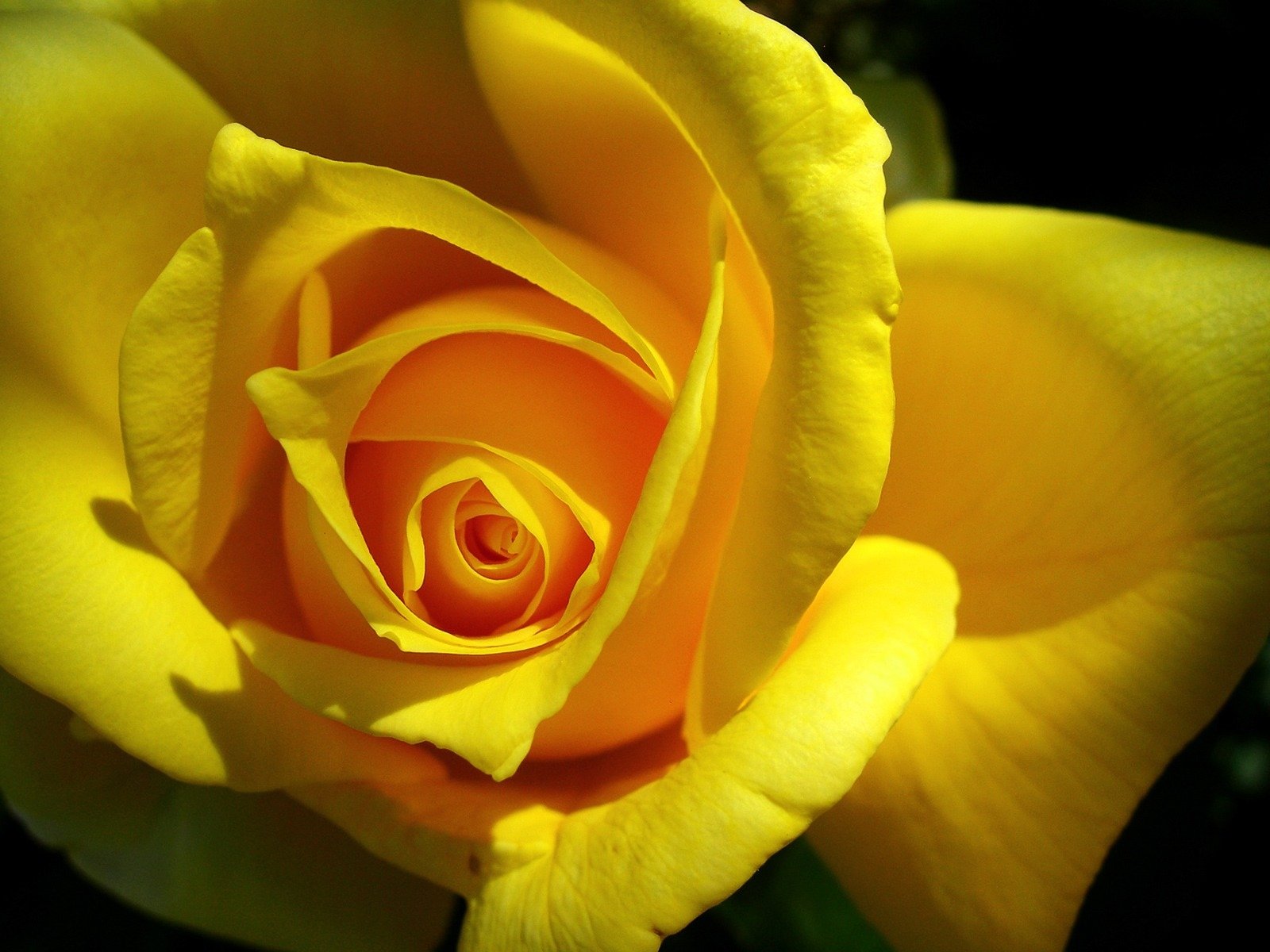 Radiant Close-Up of a Vibrant Yellow Rose in Nature