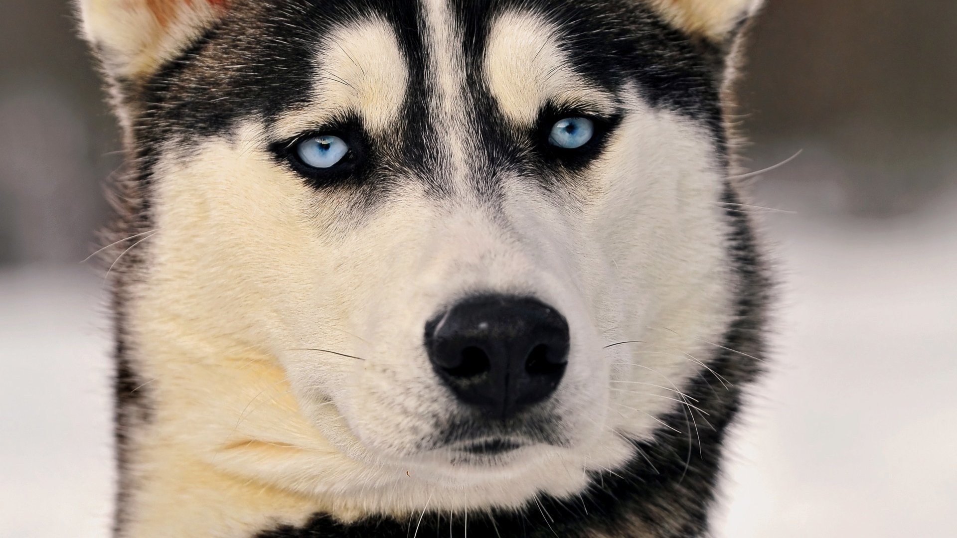 Download Animal Husky Image