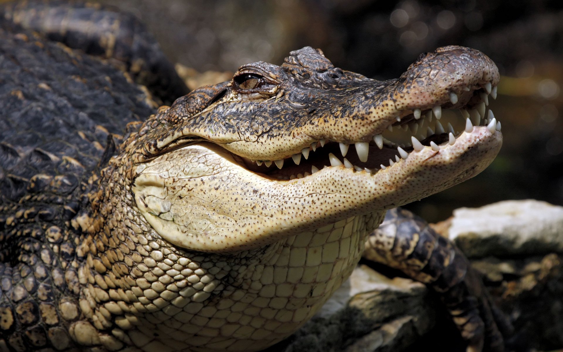 Crocodile Image ID 289934 Image Abyss