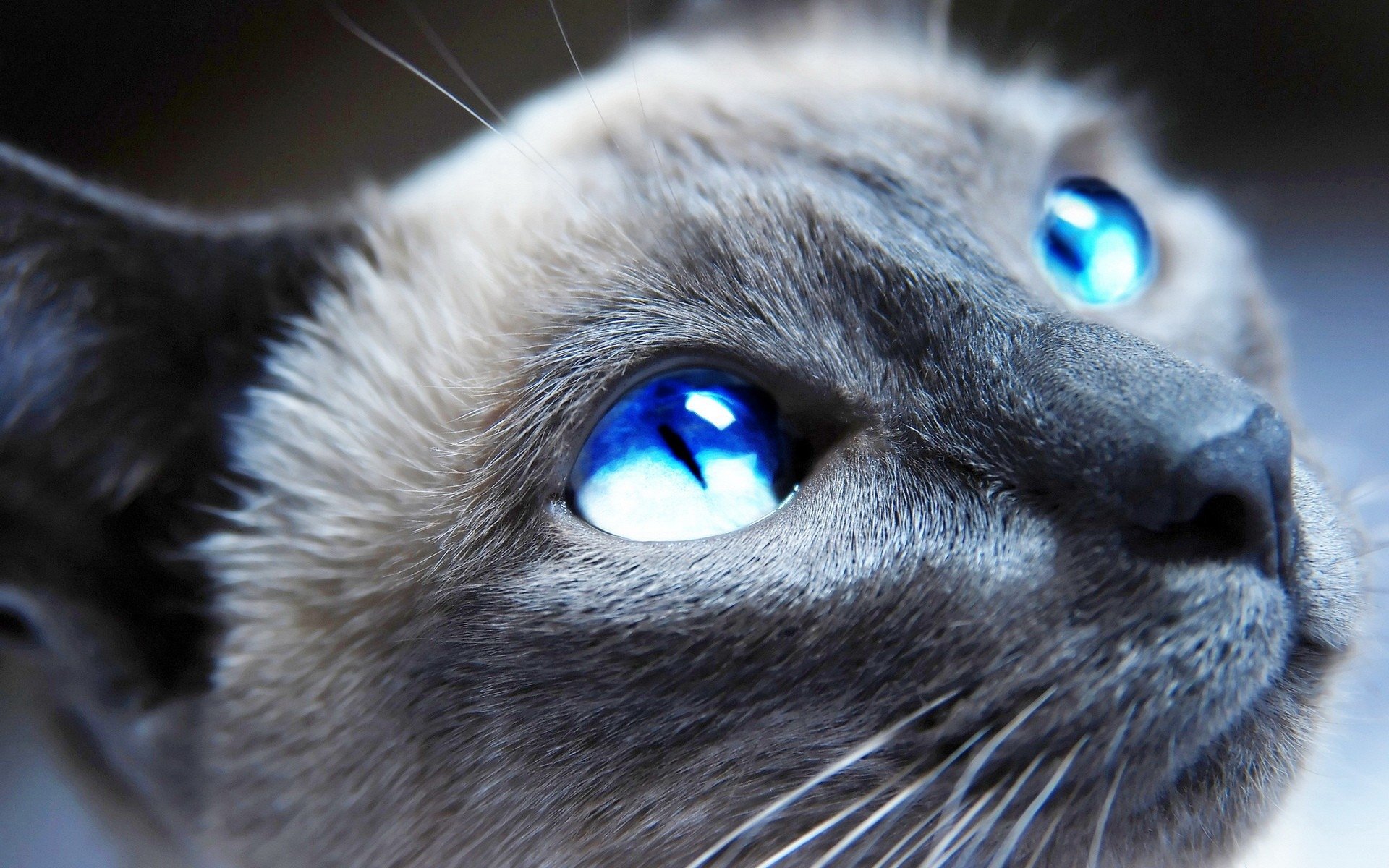 Download Animal Cat Image