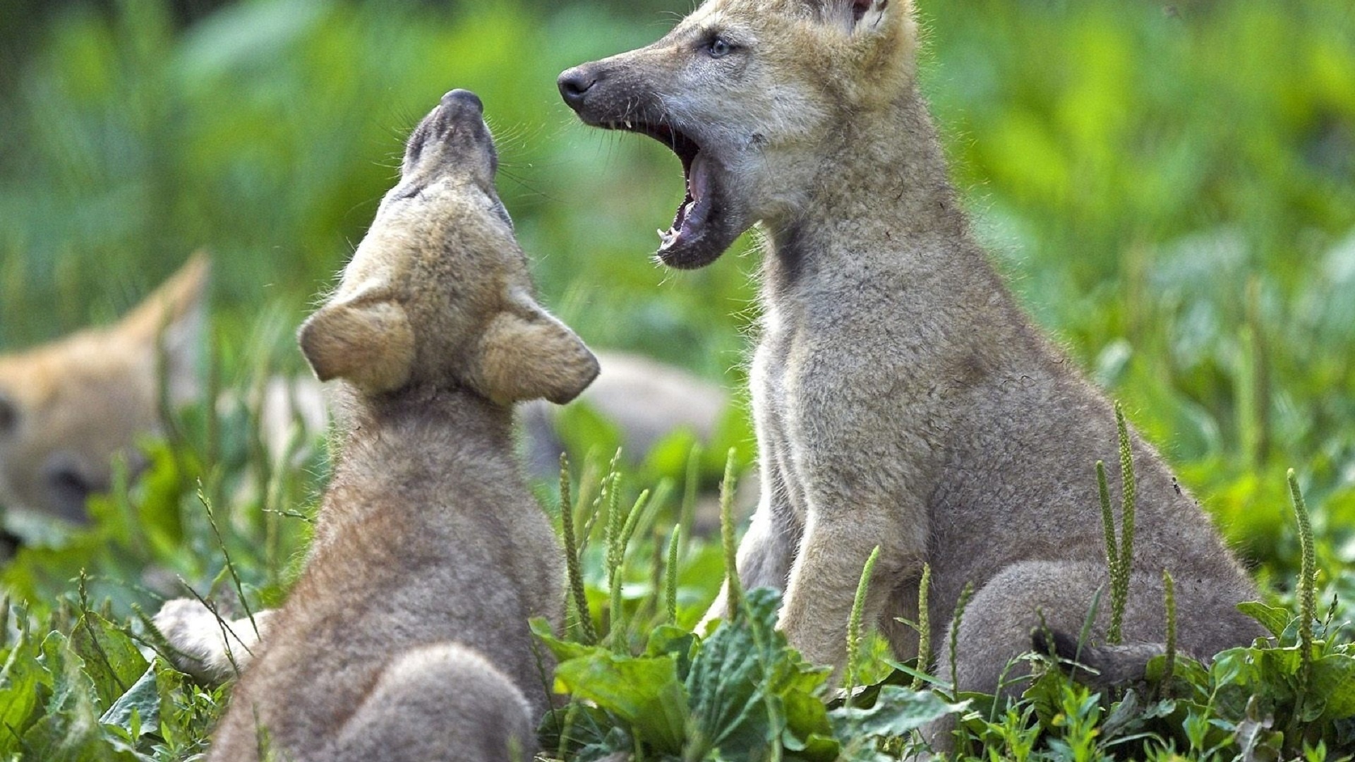 Download Animal Wolf Image