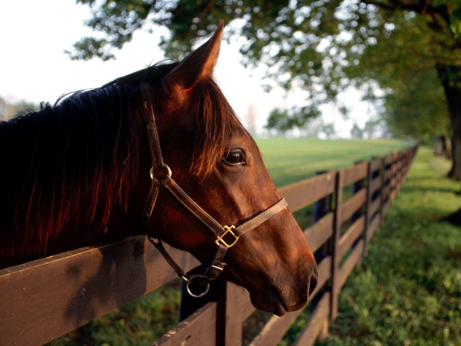 Horse Picture - Image Abyss
