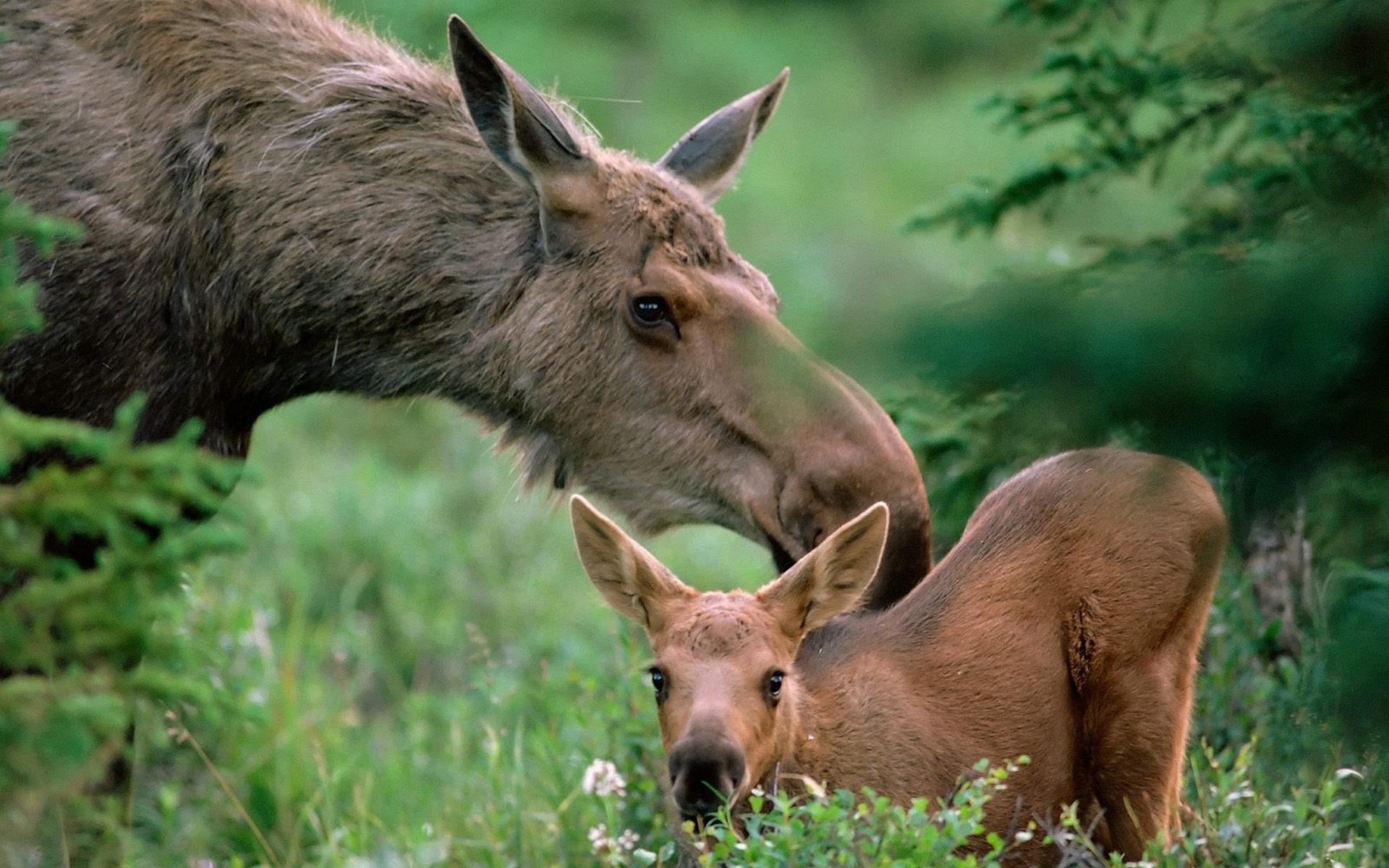 Download Animal Moose Image