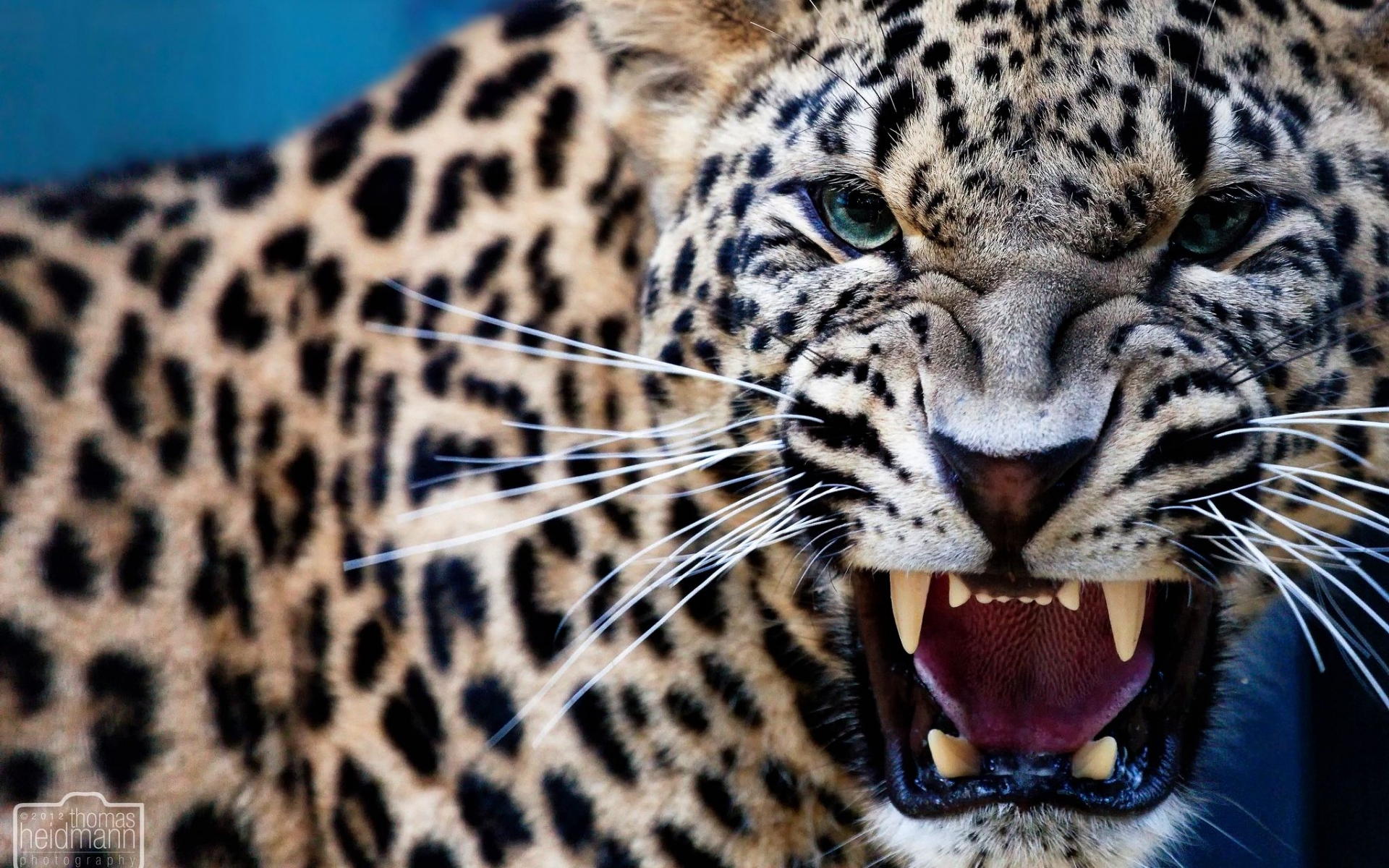 Download Animal Leopard Image