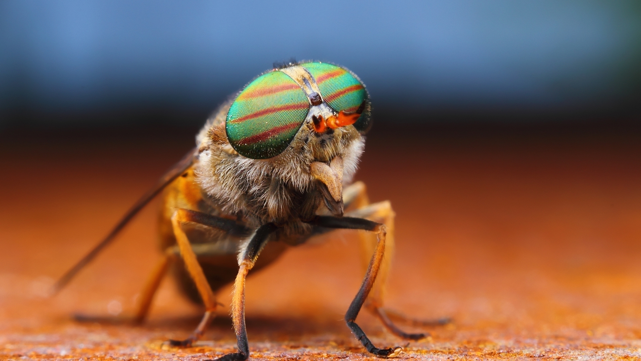 Download Animal Fly Image