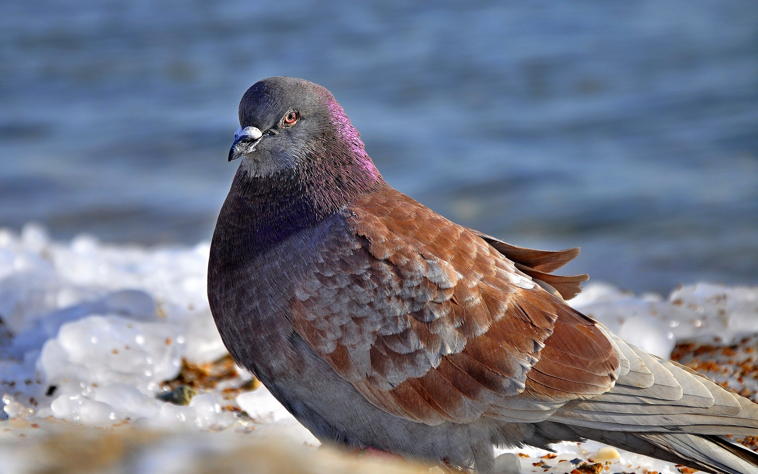 Download Animal Pigeon Image