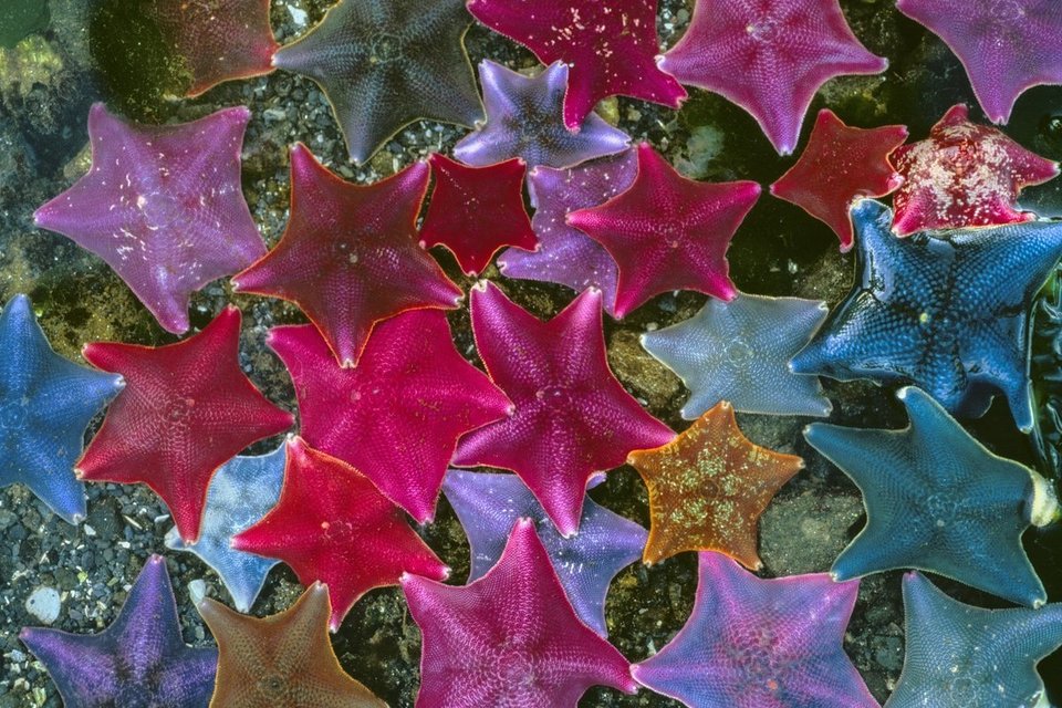 Batstars ("Sea Bats") on the Ocean Floor - Image Abyss