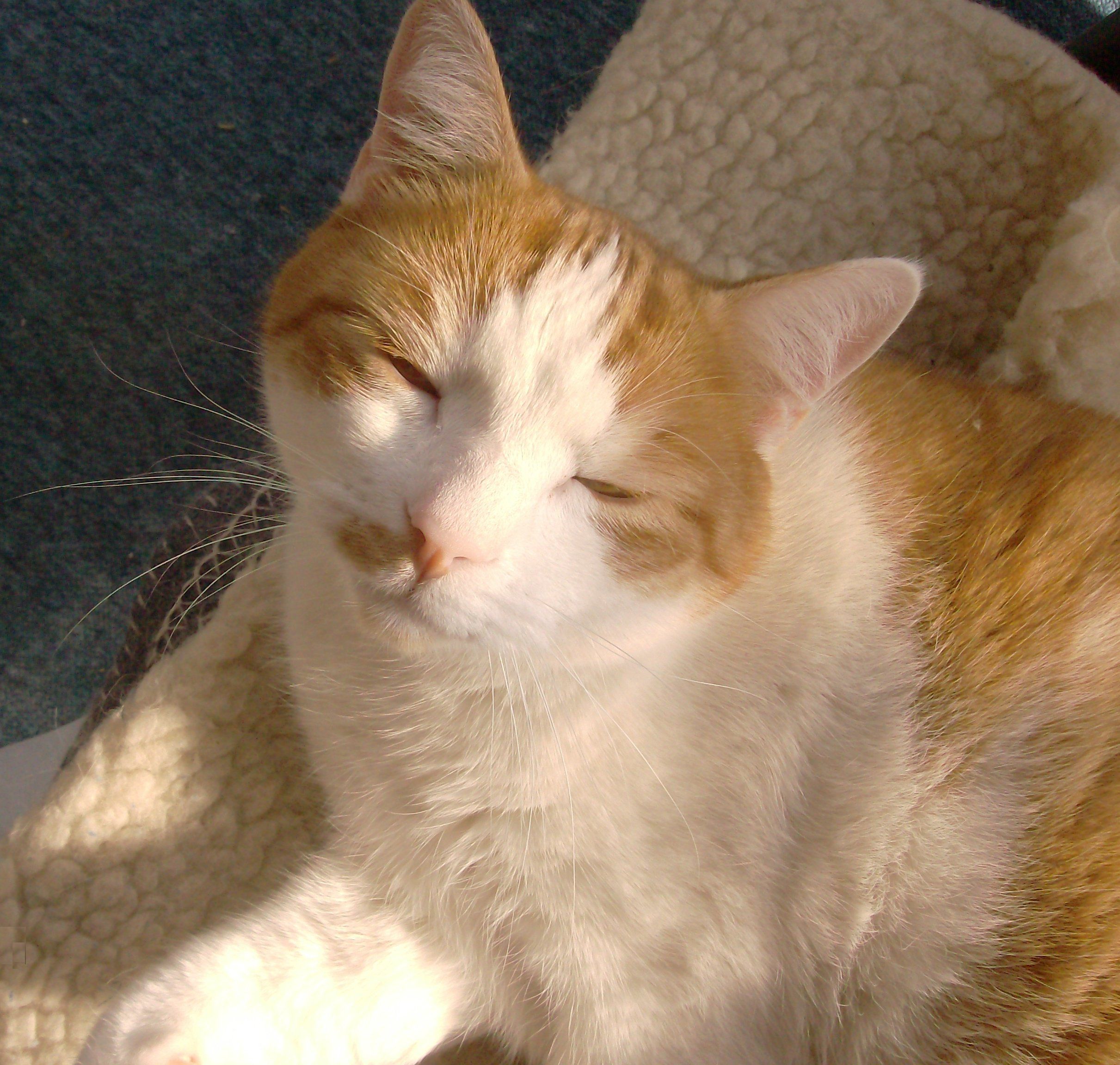 Download Animal Cat Image