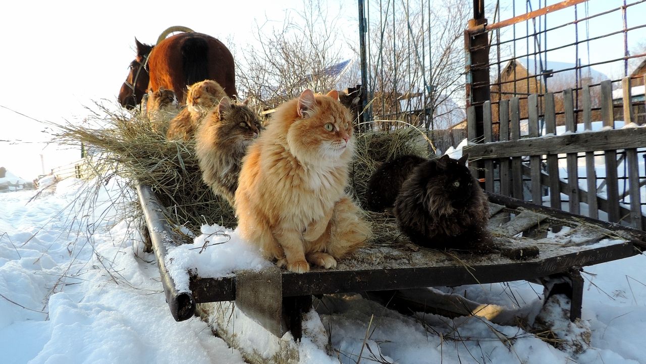 cats getting a ride on a horsedrawn sled - Image Abyss
